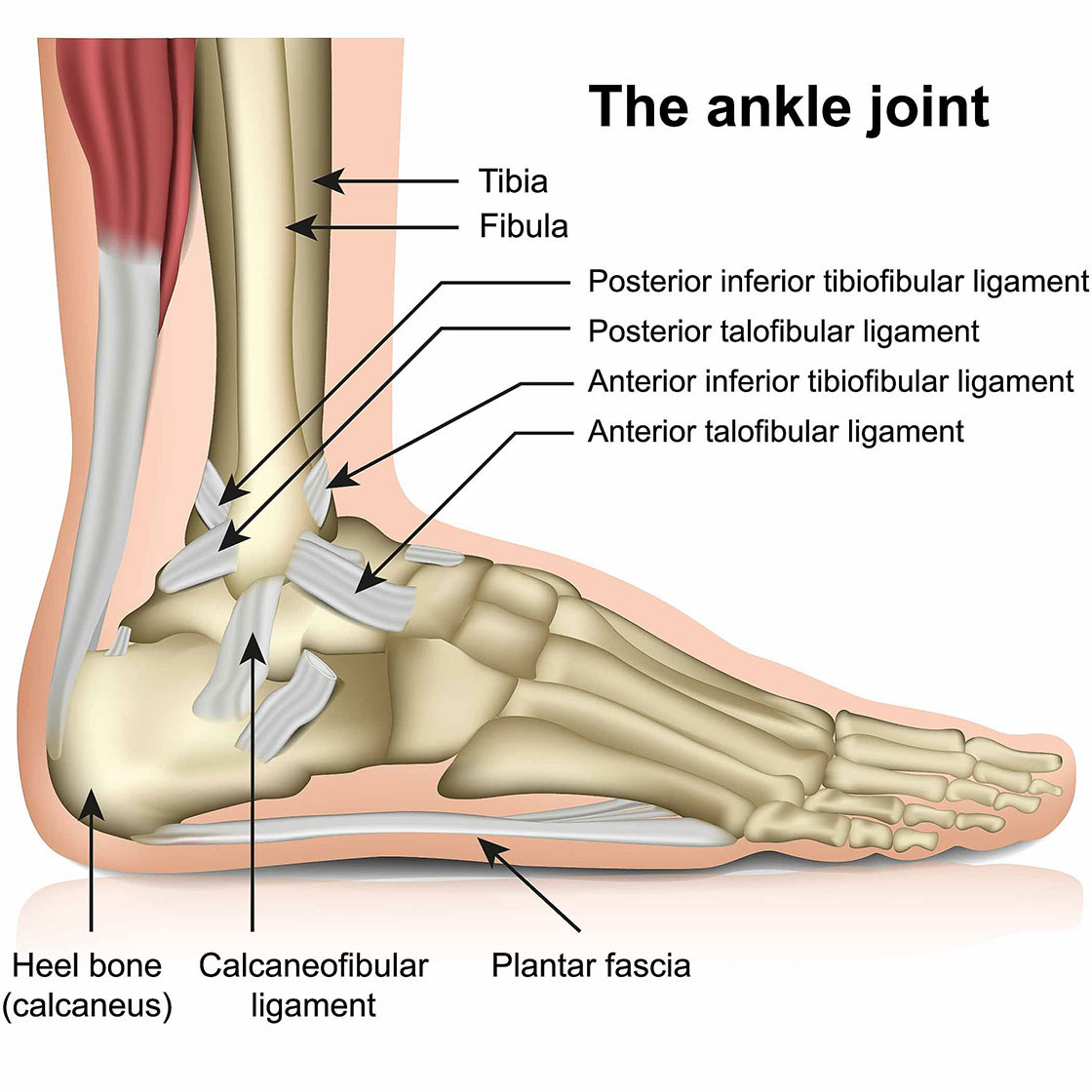 Lateral Ankle Sprain - MOTUS Physical Therapy